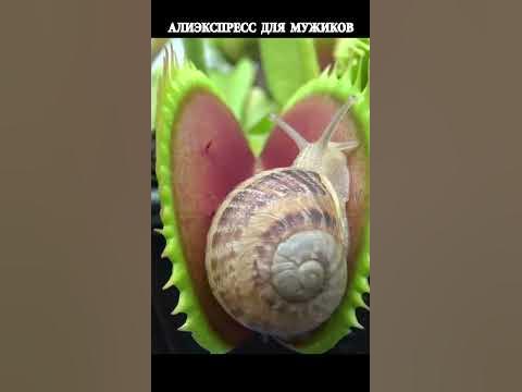 Венерина мухоловка - YouTube