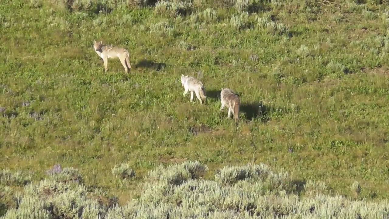 Wapiti Wolf pack with 755M going to carcass after crossing road - YouTube