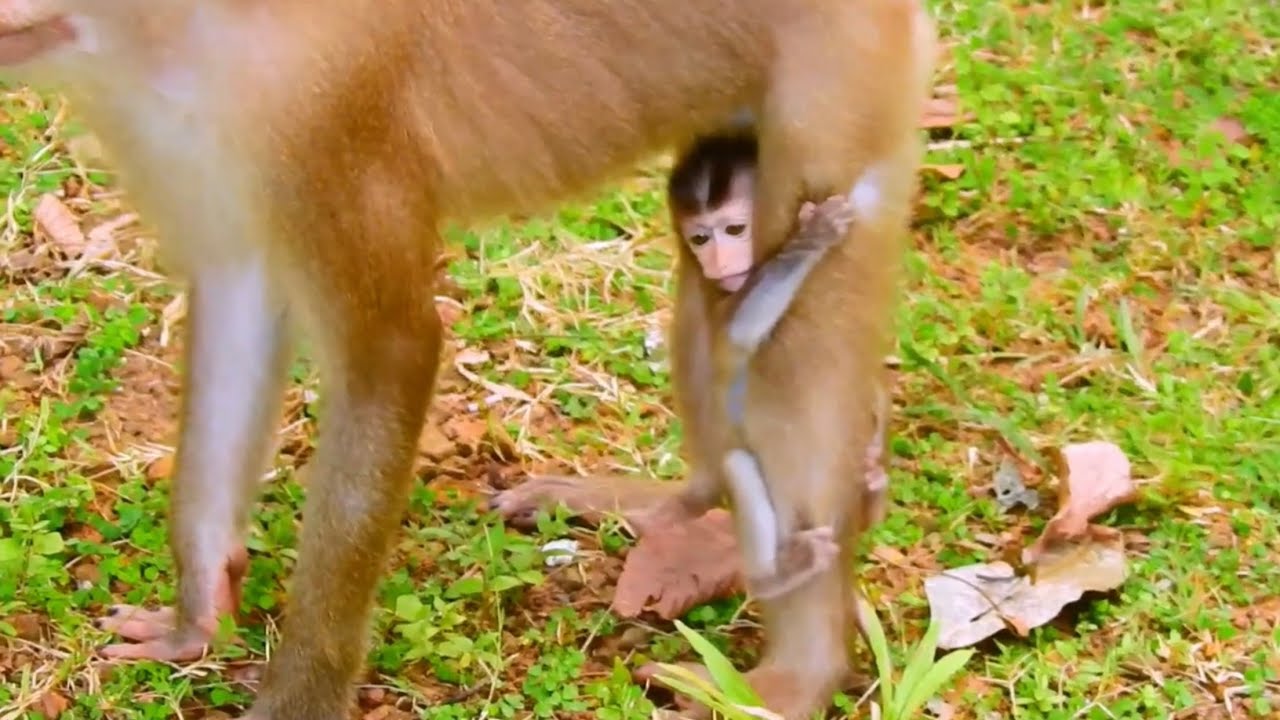 baby monkey is in a lot of pain - YouTube