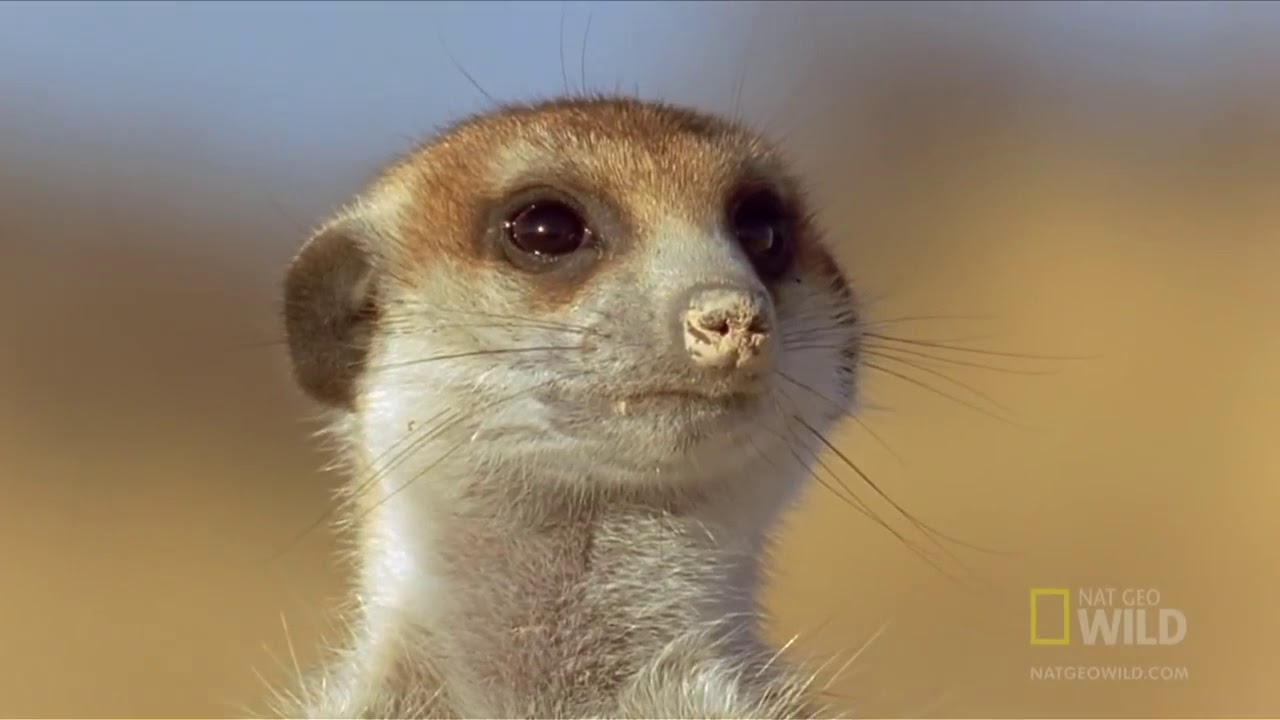 Meerkats' Mob Rule World's Deadliest - YouTube