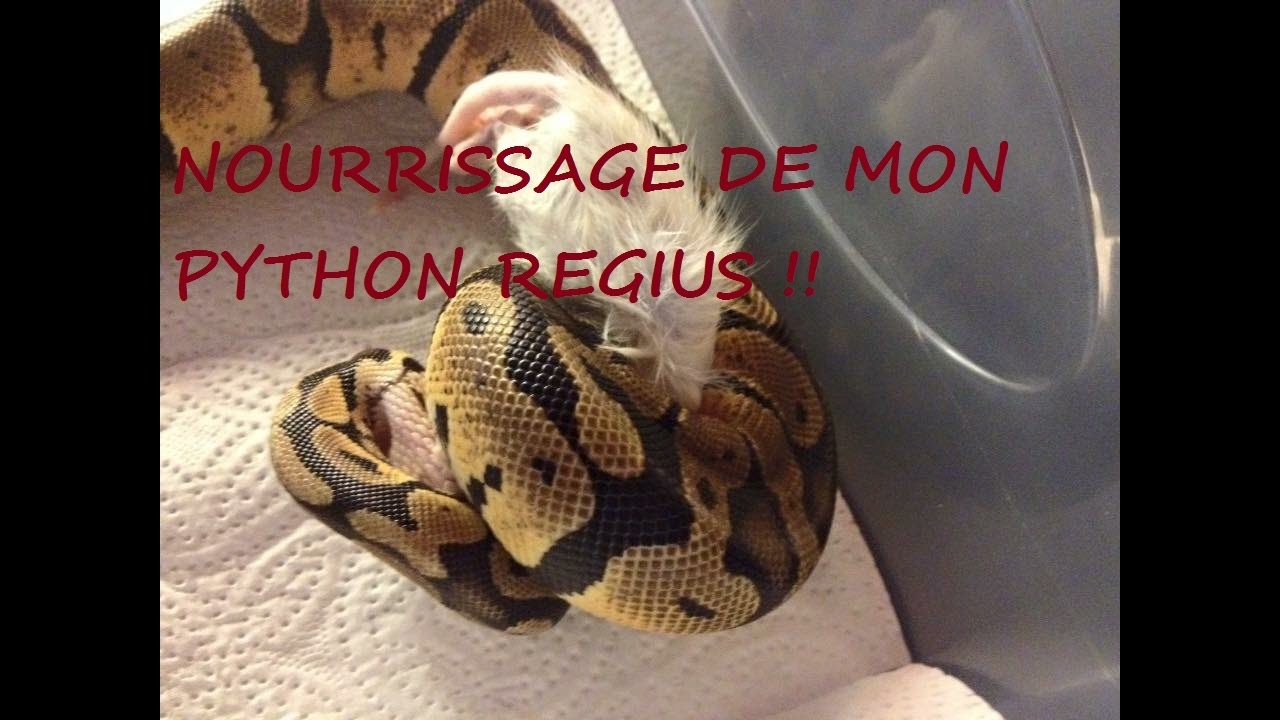 NOURRISSAGE DE MON PYTHON REGIUS !! - YouTube