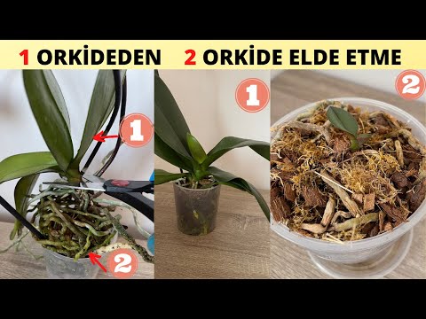 Reproduktion durch Schneiden der Orchidee! Holen Sie sich zwei Orchideen von einer Orchidee/