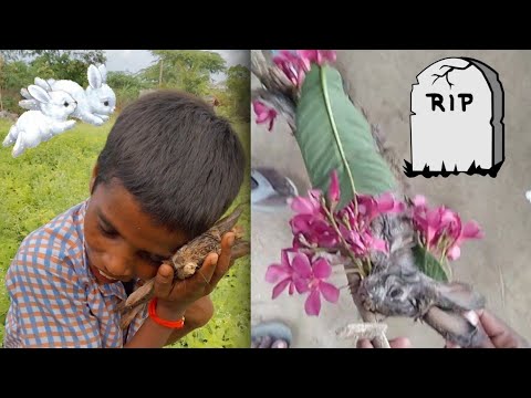 Rest In Peace 🕊️ | Rabbit 🐇 | Full Video | Kodi Entertainment's - YouTube