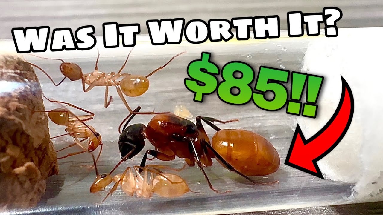 I Spent $85 on a Super Rare Ants Species… Was It Worth It? (Camponotus ...