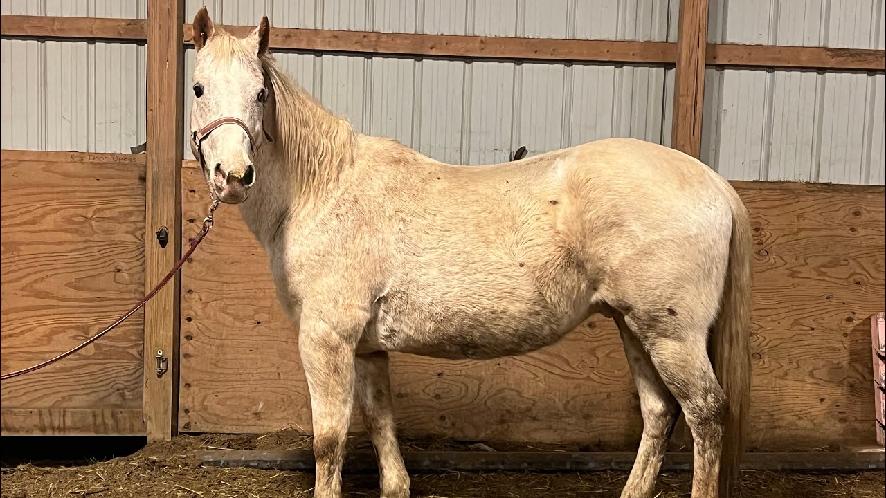 palomino/white gelding - YouTube
