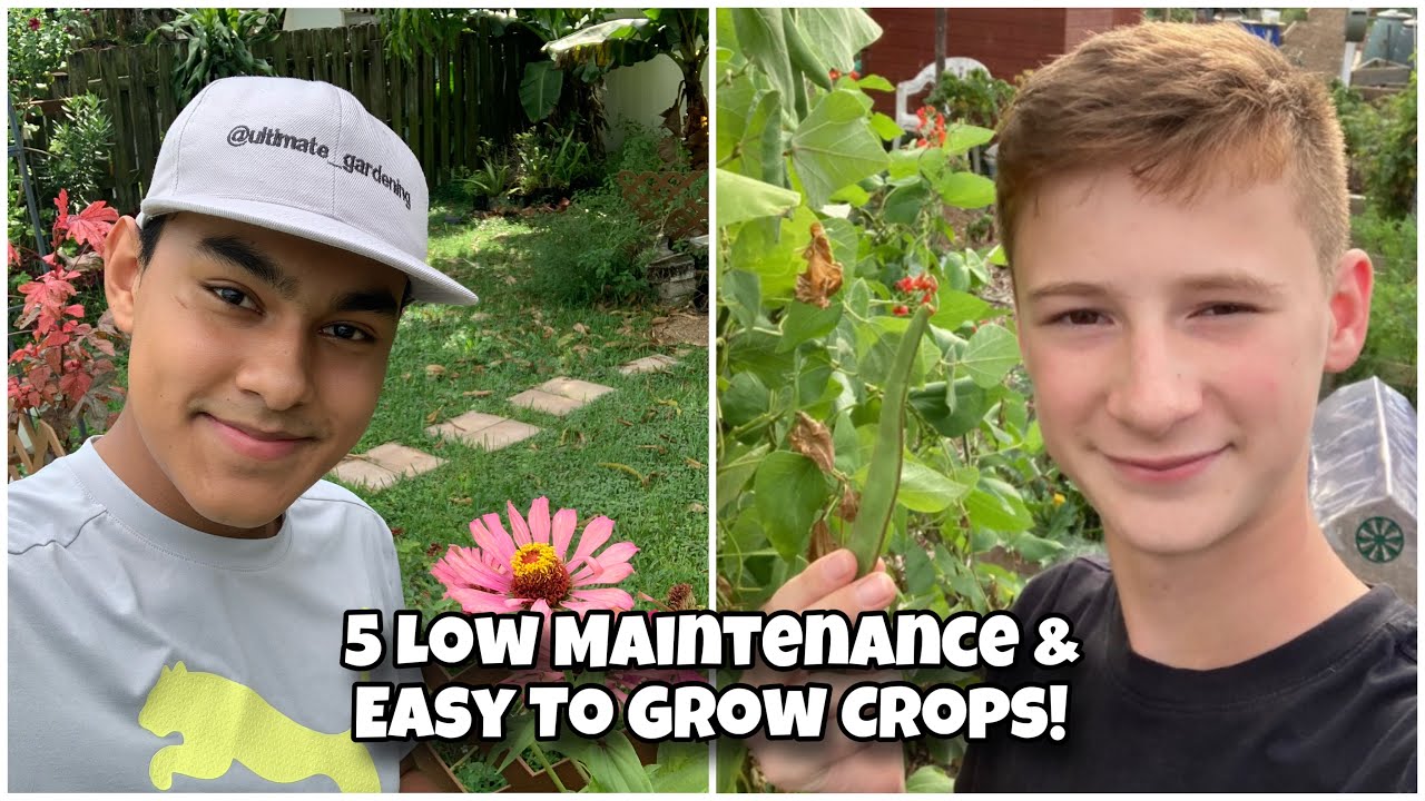 5 Low Maintenance & Easy To Grow Crops!🌱(Ft. Freddie's Allotment) S:2 ...
