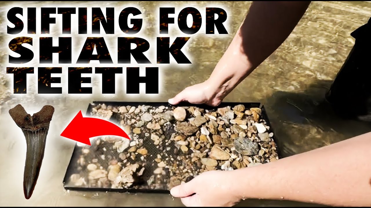 SIFTING FOR SHARK TEETH FOSSILS in a North Texas Creek - YouTube