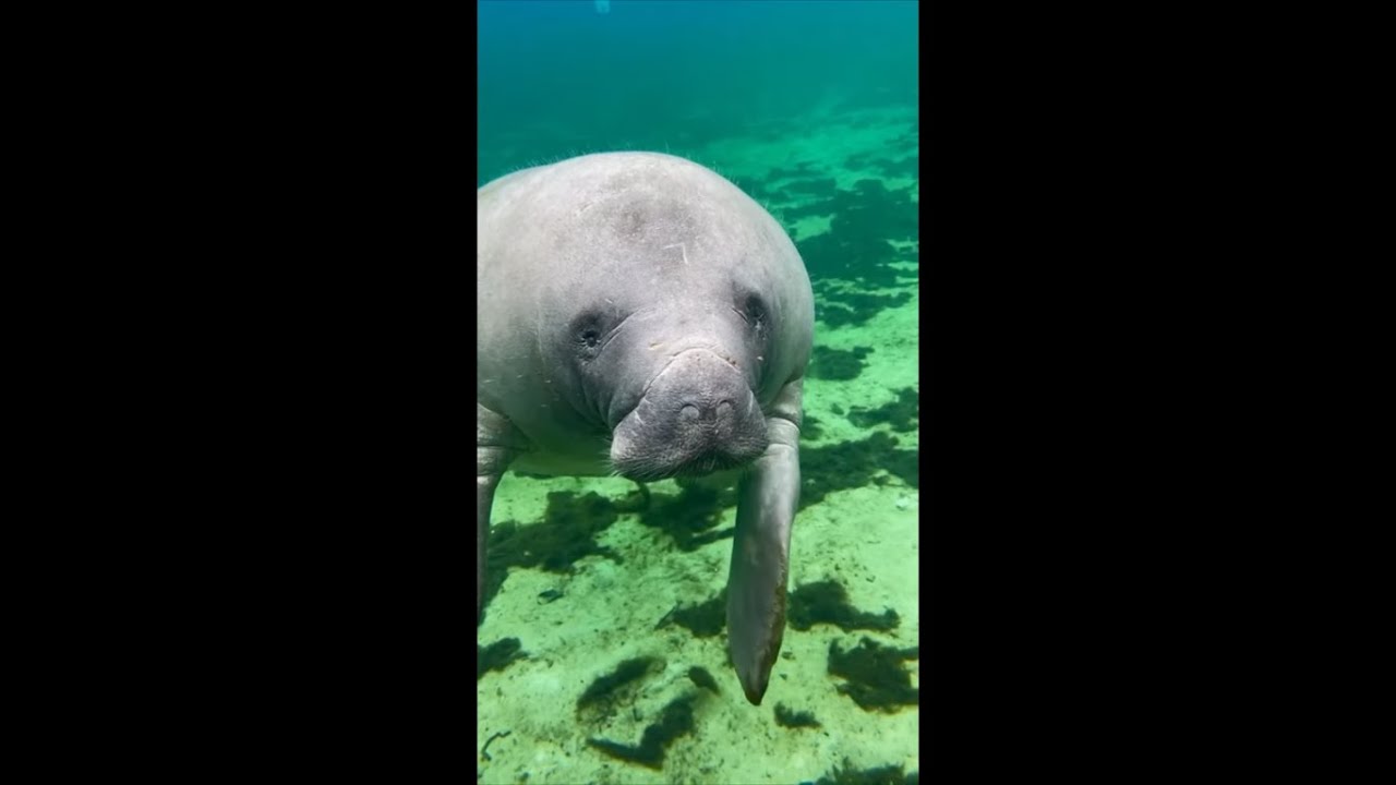 Sea Cow Captured by a Camera Under Clear Water Surface Near Docks - YouTube