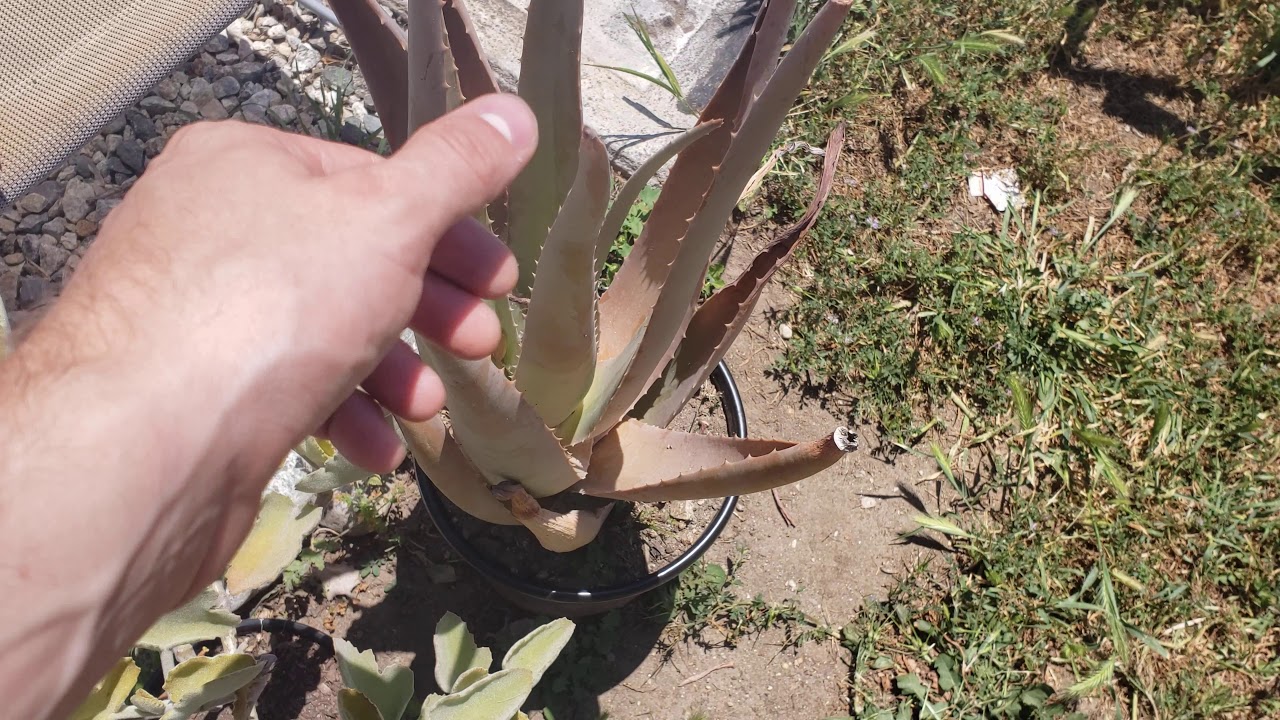 Aloe Seed Pods Part 3 - YouTube