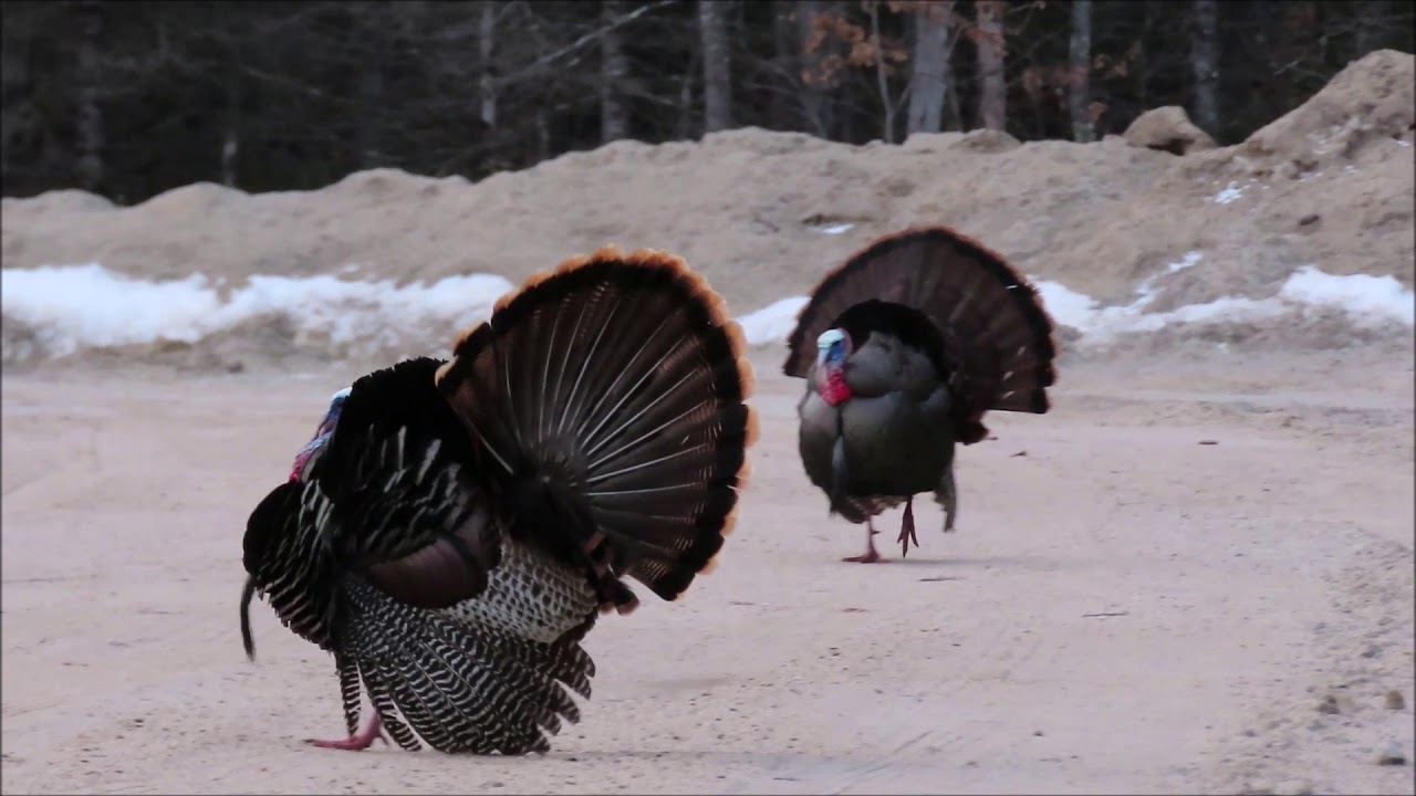 Maine Turkeys strutting April 2020 - YouTube