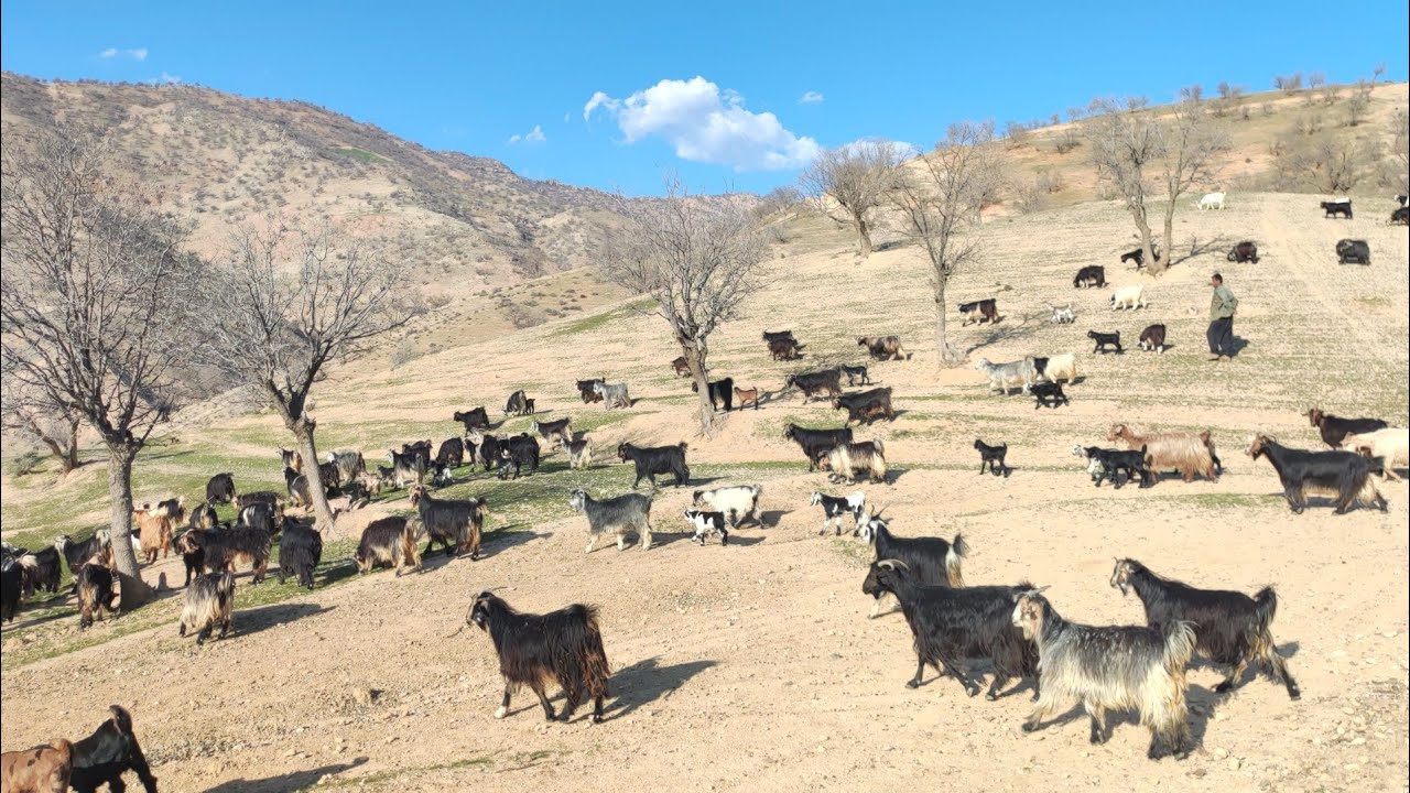 #Goats coming down the mountain, counting them, drinking water #nomads ...