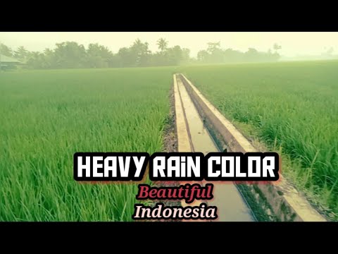 heavy rain colors the agriculture in the village, the air is cool ...