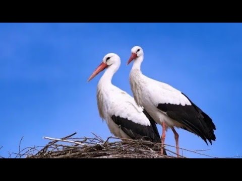 Leylək haqqında məlumat