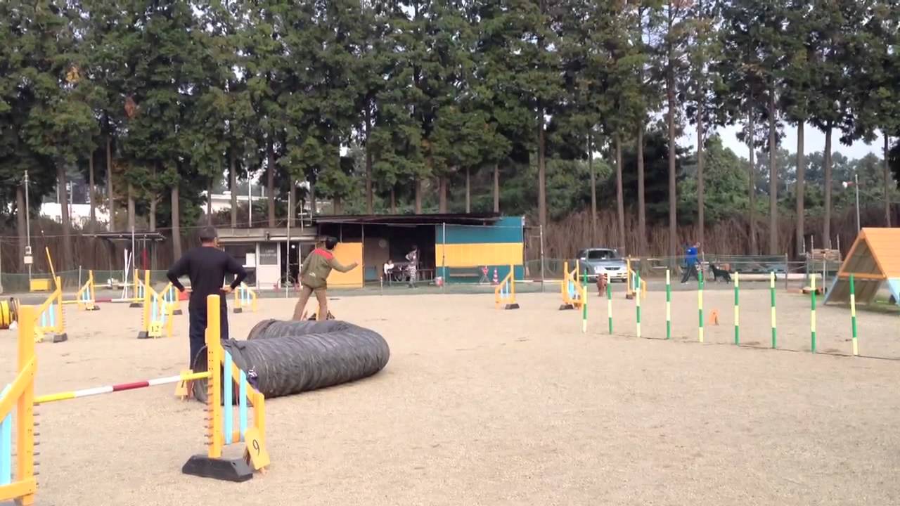 Dog agility exercise by Standard Poodle- Jumping - - YouTube
