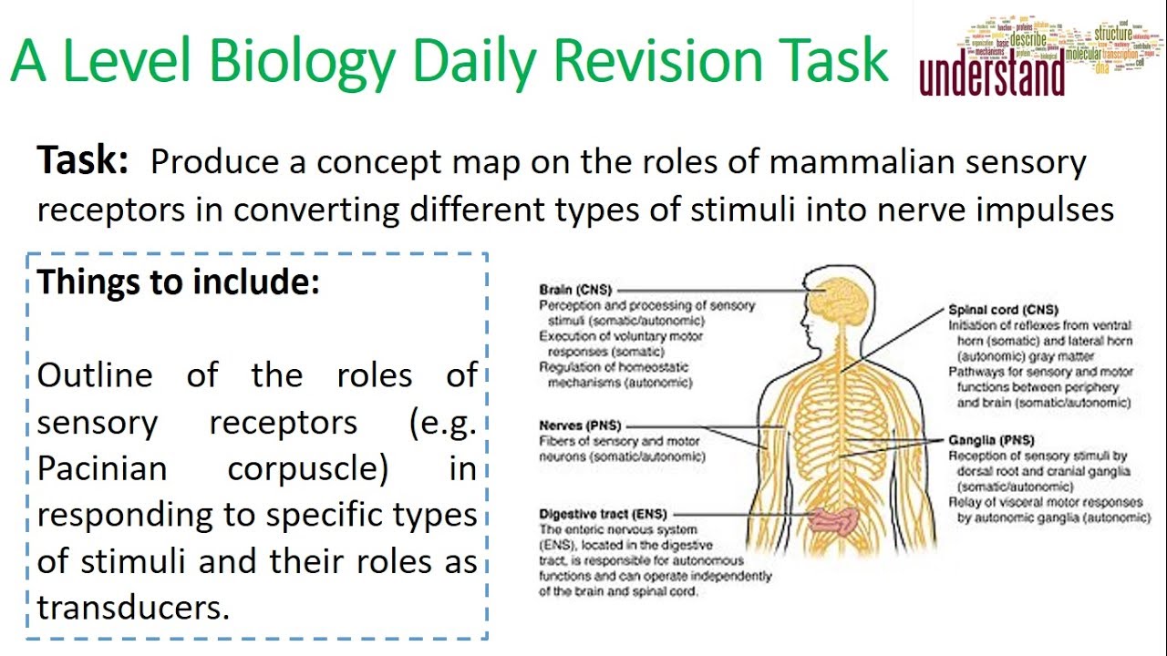A Level Biology Daily Revision Task 11: Sensory Neurons - YouTube