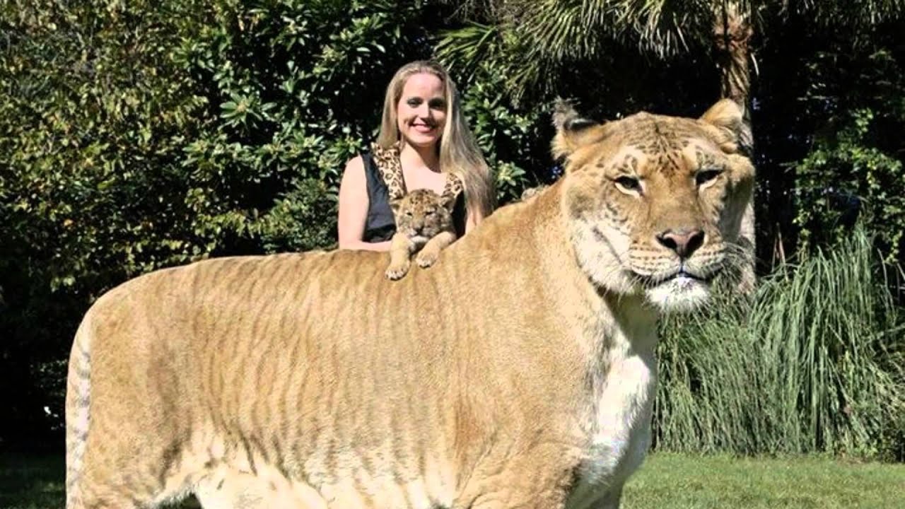 If We were Ligers... - YouTube