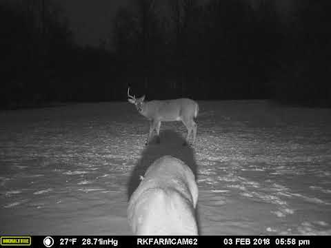 BUCK 2018 0203 Cam62 VID6237 Half Rack Buck - YouTube