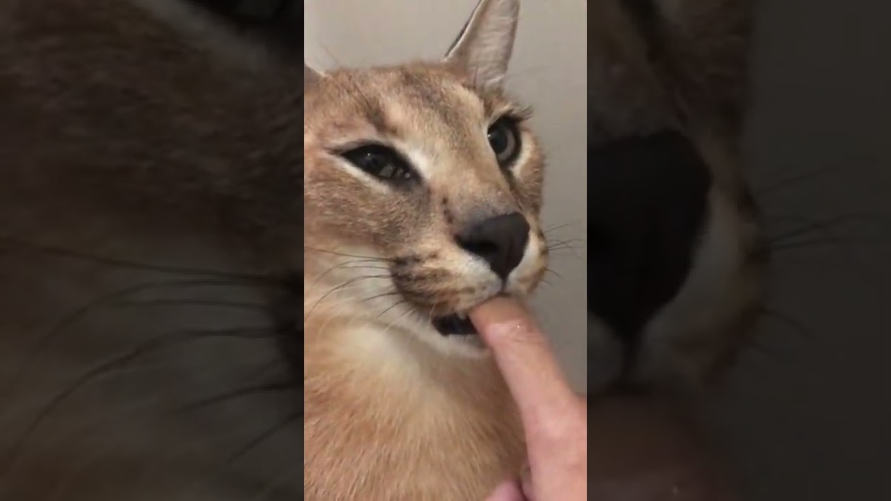 Floppa Cool - YouTube