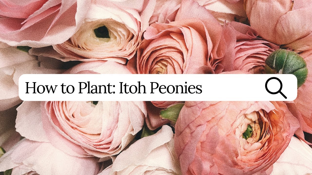How to Plant: Itoh Peonies - YouTube