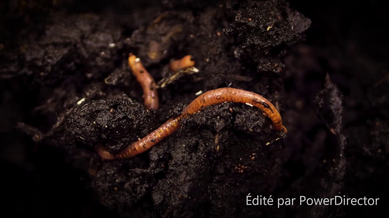 relaxing music for stress: amazing earth worm world meditation HD - YouTube