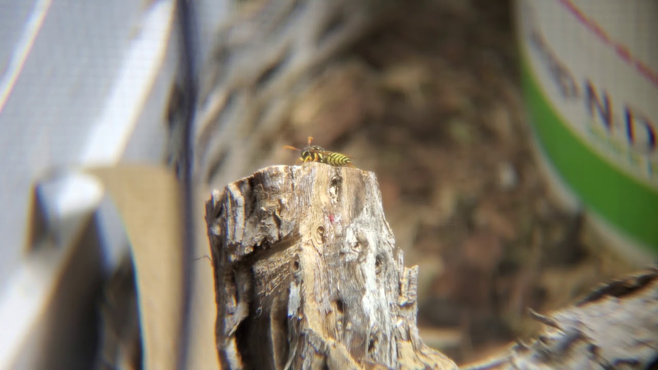 Male P. dominula lekking behavior - YouTube