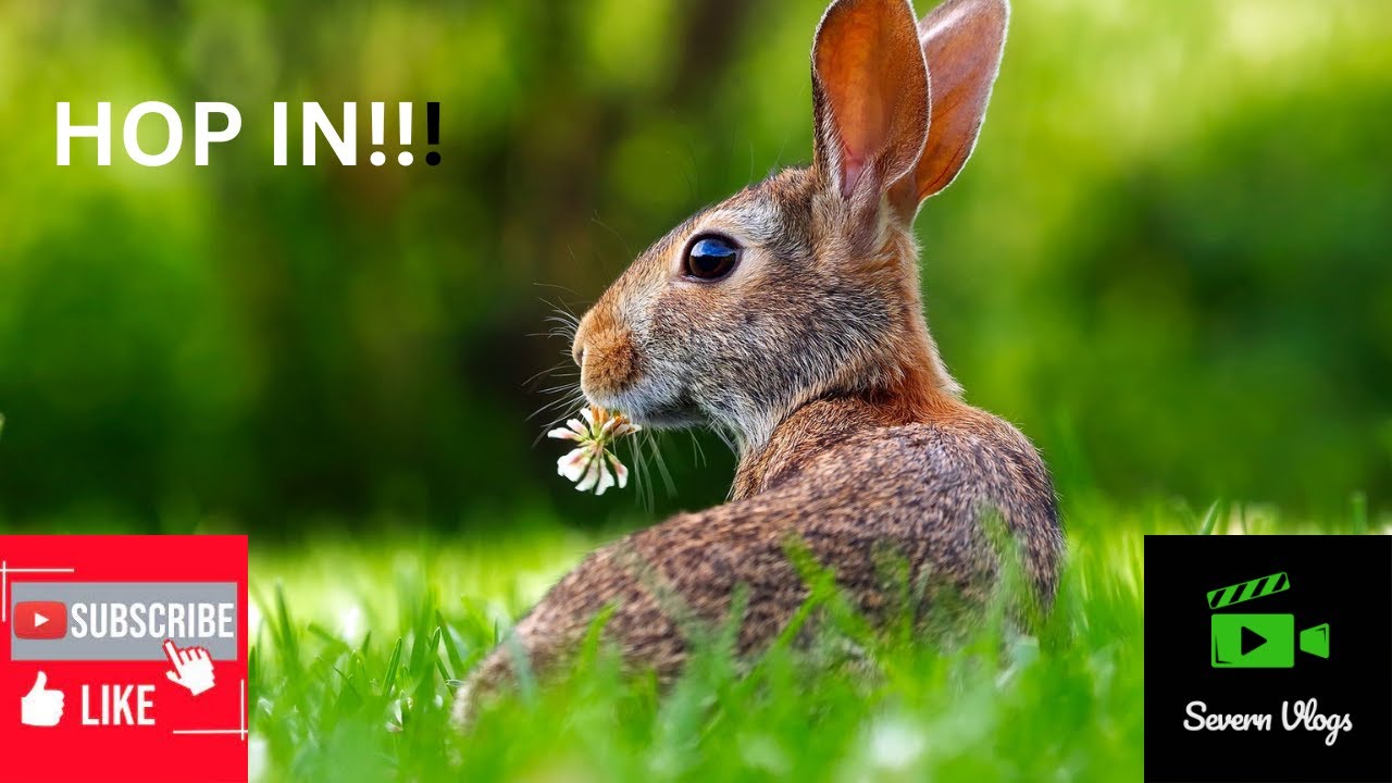 Hop Into The World Of Rabbits - YouTube