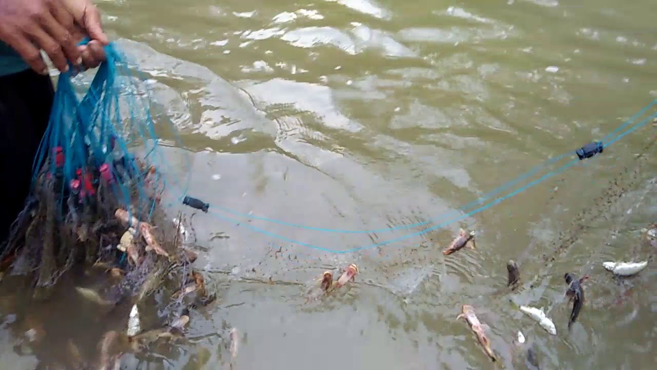 Fresh water net fishing 2: At Barak river Rianglong // May 2019 - YouTube