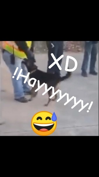El perro del Amazonas🤣🤣🐶XD#humor#viralshorts#omg#funny - YouTube