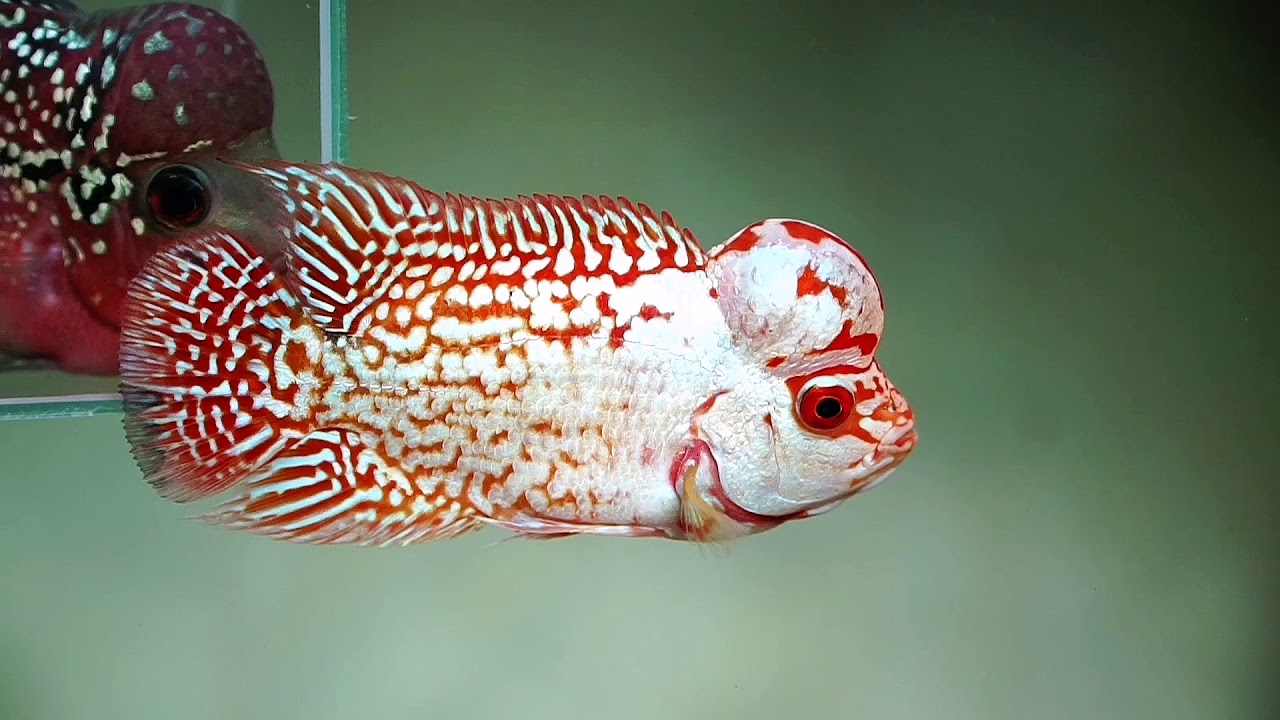 FLOWERHORN HIGH QUALITY KAMFA F2 ( GOLDEN BASE)ZALO VS WHATAPP - YouTube