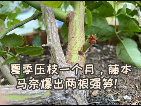 盛夏壓枝一個月，藤本馬奈爆出兩根强筍！August Pinching & Bending Two Strong Canes on ...