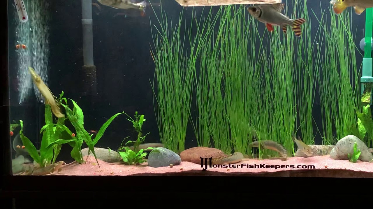 Polypterus tank - YouTube
