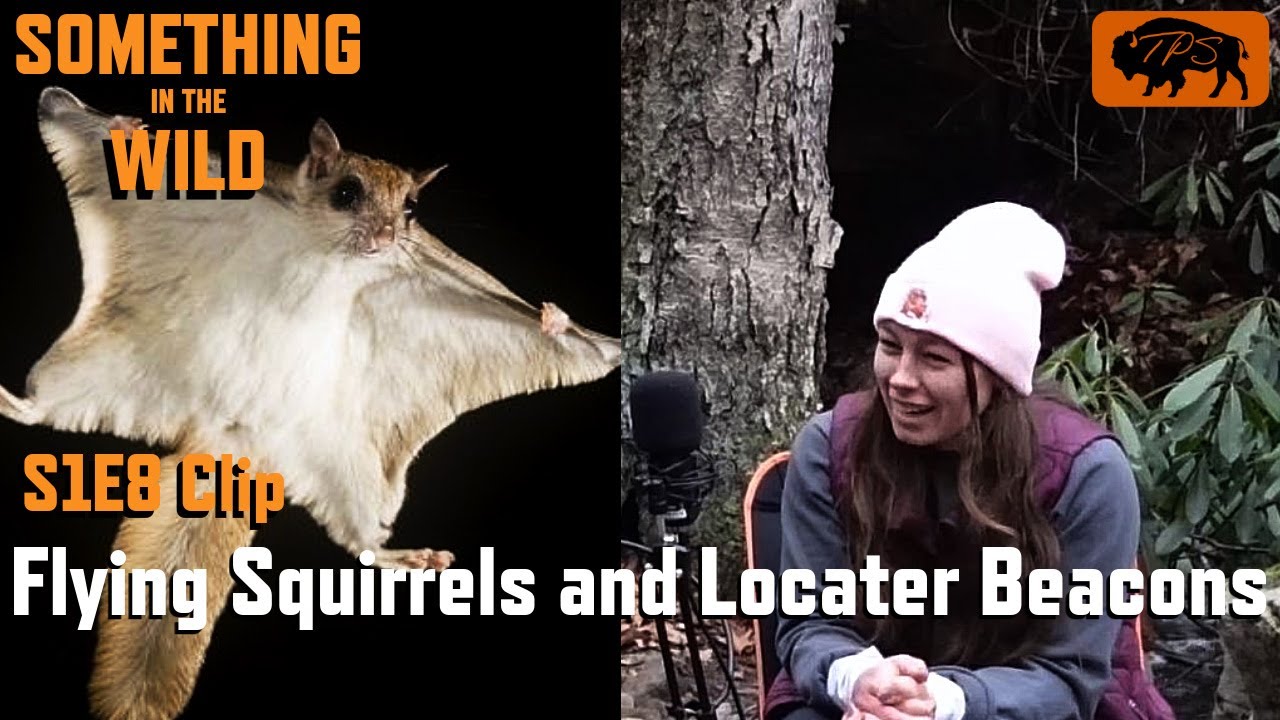 Ever Wonder How To Track Flying Squirrel Movement? - YouTube