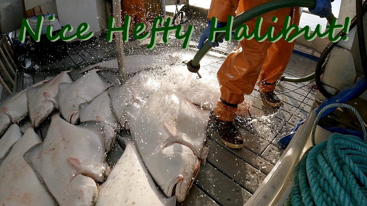 Hauling a Nice Set of Halibut! | Longlining in Alaska - YouTube