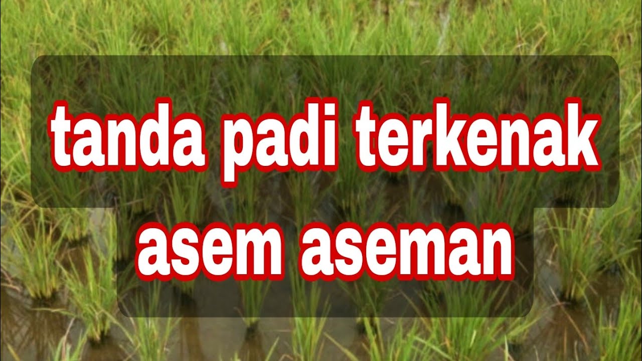 tanda tanam padi terkenak asem aseman, dan cara mengatasinya - YouTube