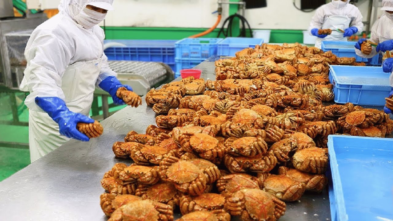 Satisfying Hairy Crab Harvesting - Crab Processing in Factory - YouTube