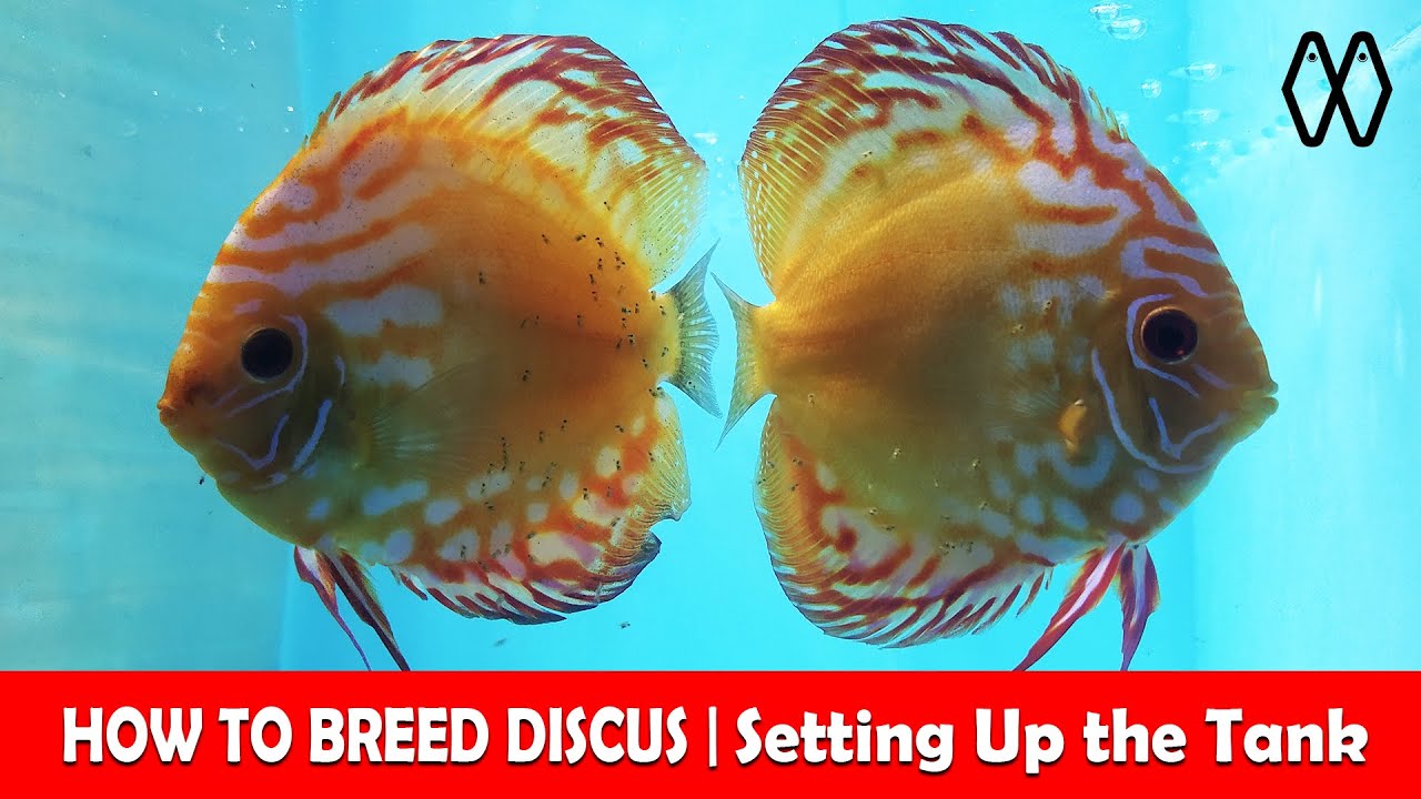 HOW TO Breed Discus | Chapter 2 | Setting Up the Tank - YouTube