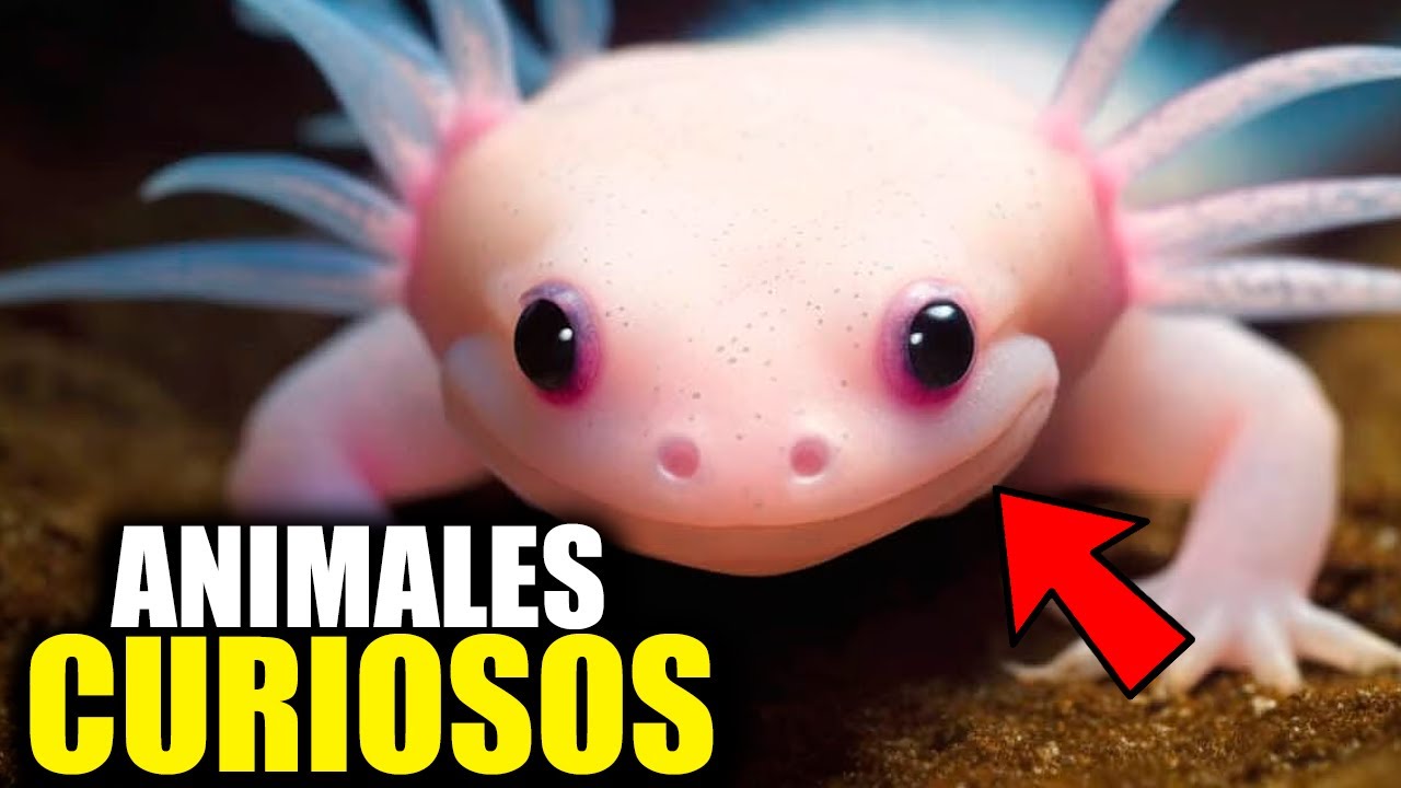 🔍🌍 Descubre los 10 ANIMALES Más CURIOSOS del Mundo: ¡Te Sorprenderán ...