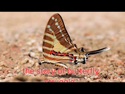 The Story of the Butterfly (Struggle 🦋) - YouTube