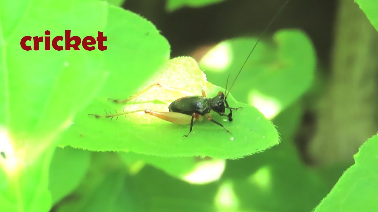 Cute cricket | insects - YouTube