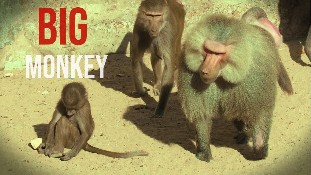 Big baboon big monkey enjoying with his family - YouTube