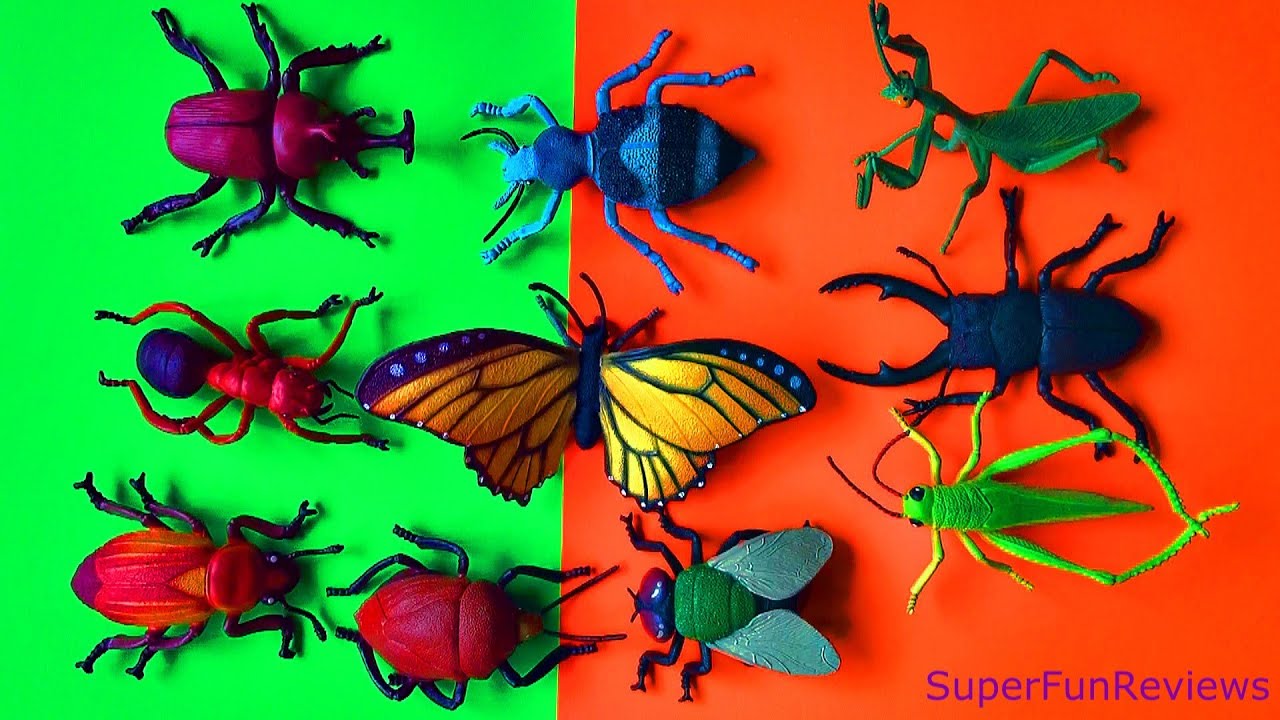 Insect Collection Beetles Fly Grasshopper Scarab Rhino Praying Mantis ...