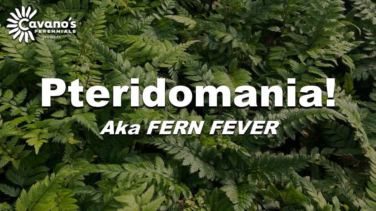 Fern Fever at Cavano's Perennials - YouTube