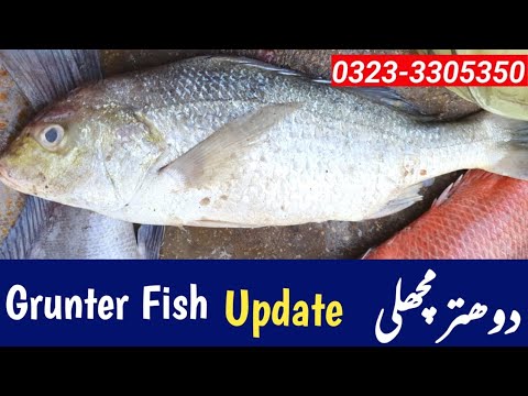 Fish Video | Granter Fish update | Karachi fishery Market on 16th ...