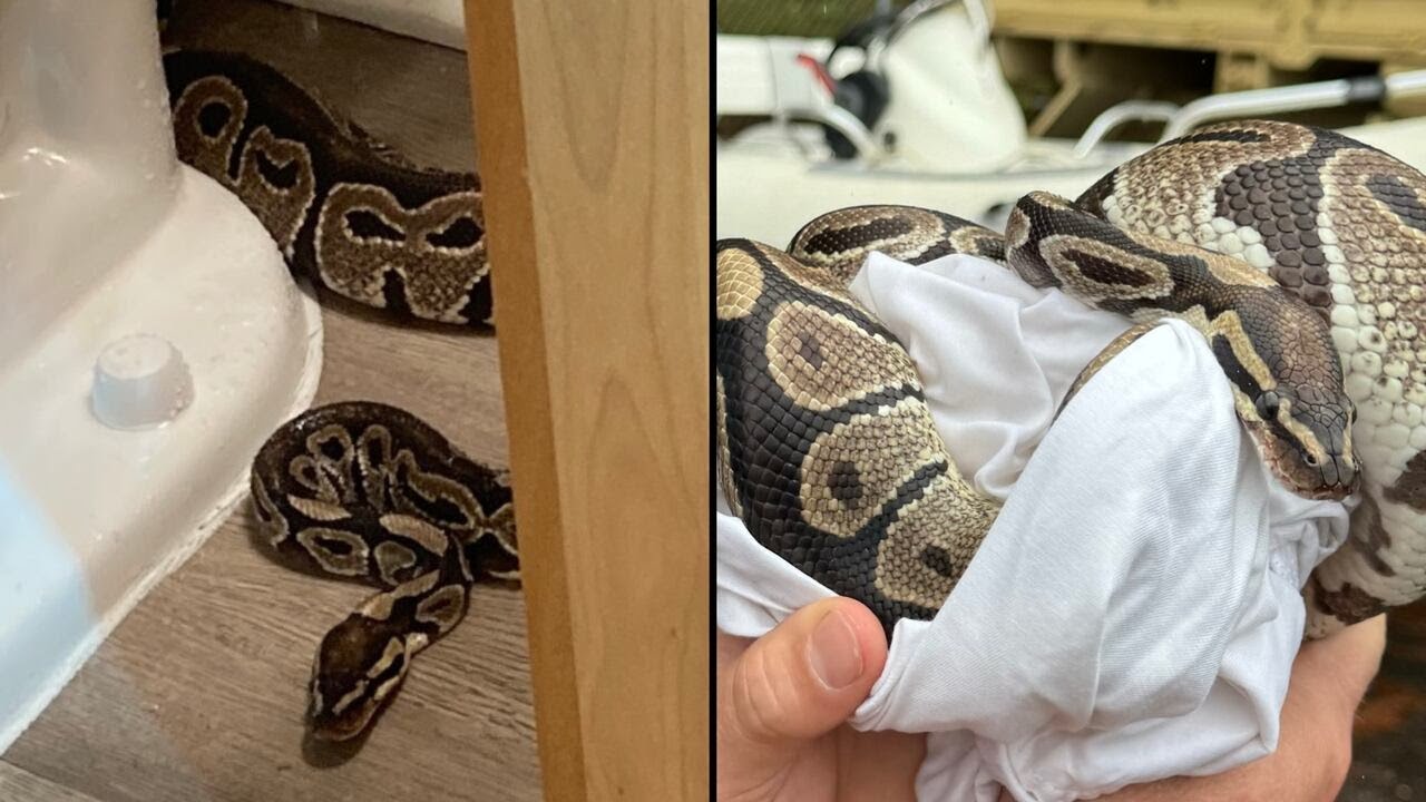 Python found inside apartment bathroom in South Carolina - YouTube