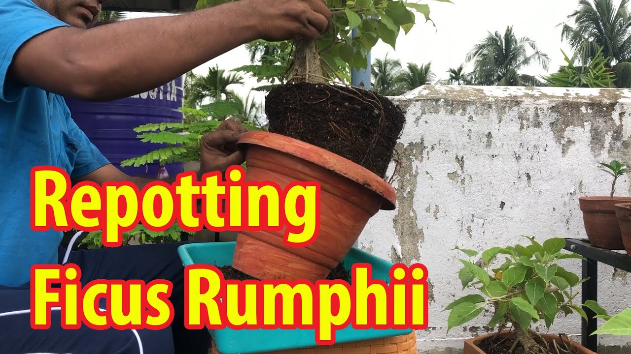 Repotting Pakur Bonsai - পাকুড় বনসাই - Ficus Rumphii- Bonsai Beginner ...