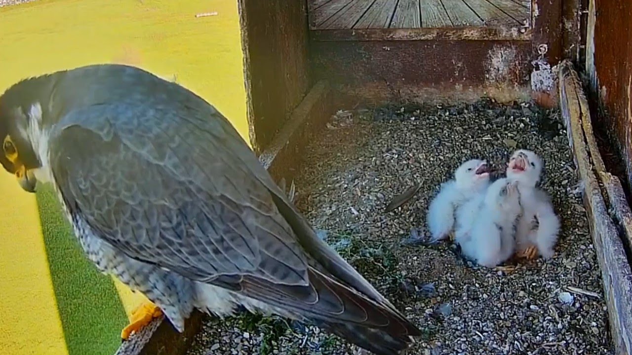 #falcon ep09 Review parent birds and baby birds in their nest, bird ...