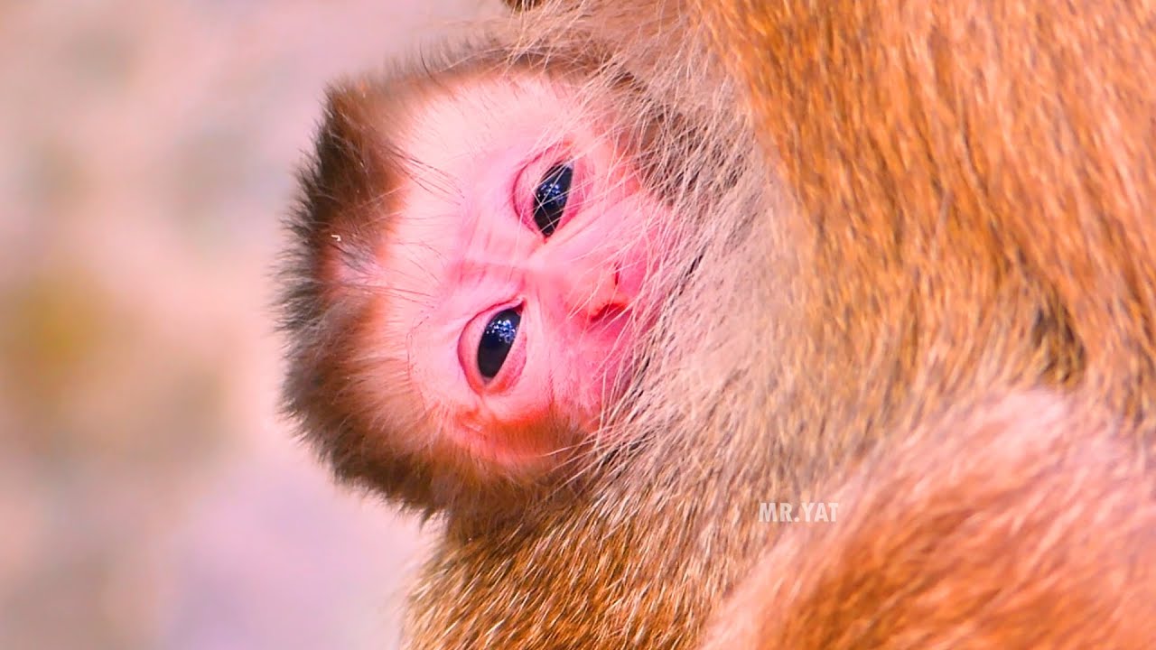 Update !!Lily is the name of Libby's newborn baby monkey - YouTube