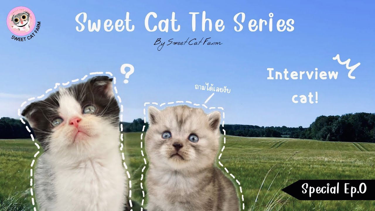 Sweet Cat Farm The Series Ep.0 Interview cat (Special) By Sweet Cat ...