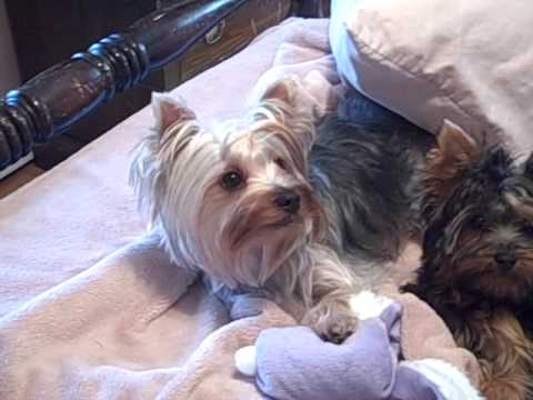 widget and wyatt