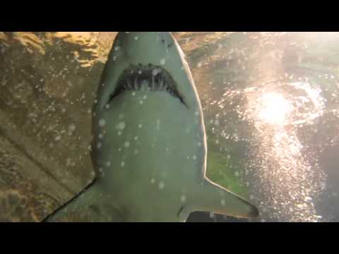 FITZY & WIPPA SHARK DIVING! 4
